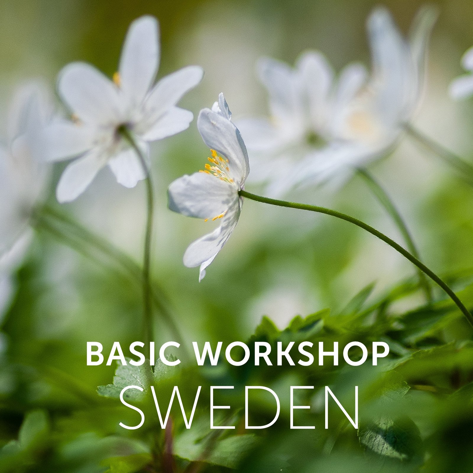 basic sweden | Sharon Lock – PSYCH-K Instructor